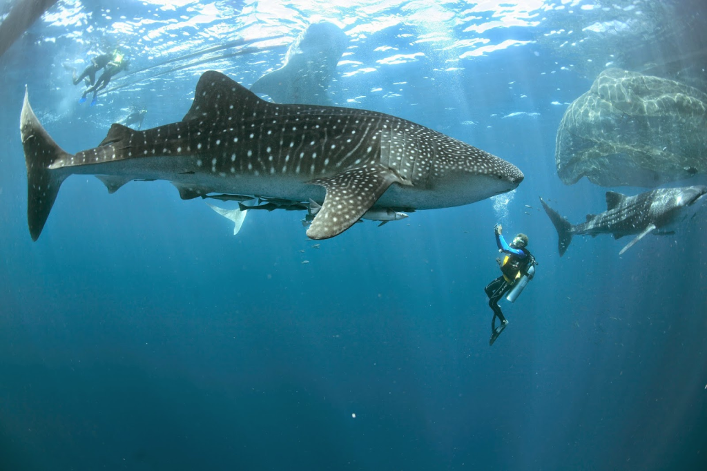 Swim with Majestic Whale Sharks in Riviera Maya this Summer ...